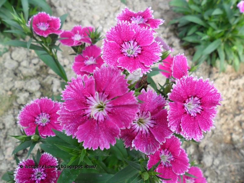 Dianthus Flower(ডায়ানথাস ফুল)