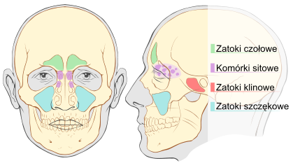 Jak oczyścić zatoki - bezkonkurencyjna mieszanka ziołowa!