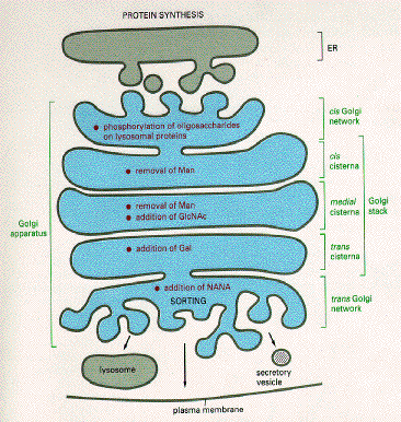 A Biologia da Célula: Complexo Golgiense