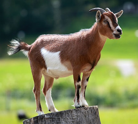 Mengobati Parasit Kutu Kambing Secara Tradisional & Alami - Alam ...