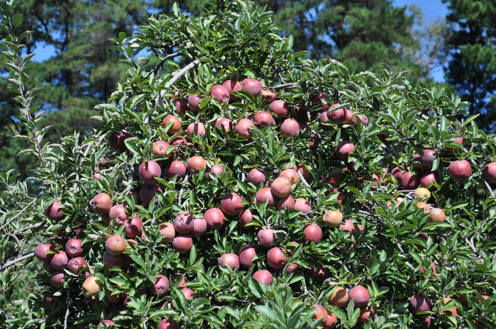 moments ...: Ooooo... macam ni rupanya pokok epal...
