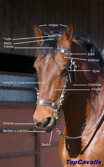 Los Caballos: Anatomía