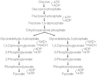 Glikolisis ~ Val Rein's blog