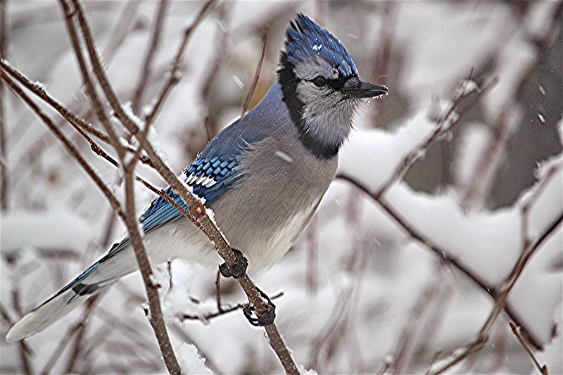 nature tales and camera trails: Blue Jays for Saturday Critters