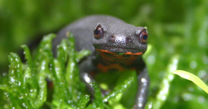 Chinese Fire Belly Newt | The Life of Animals