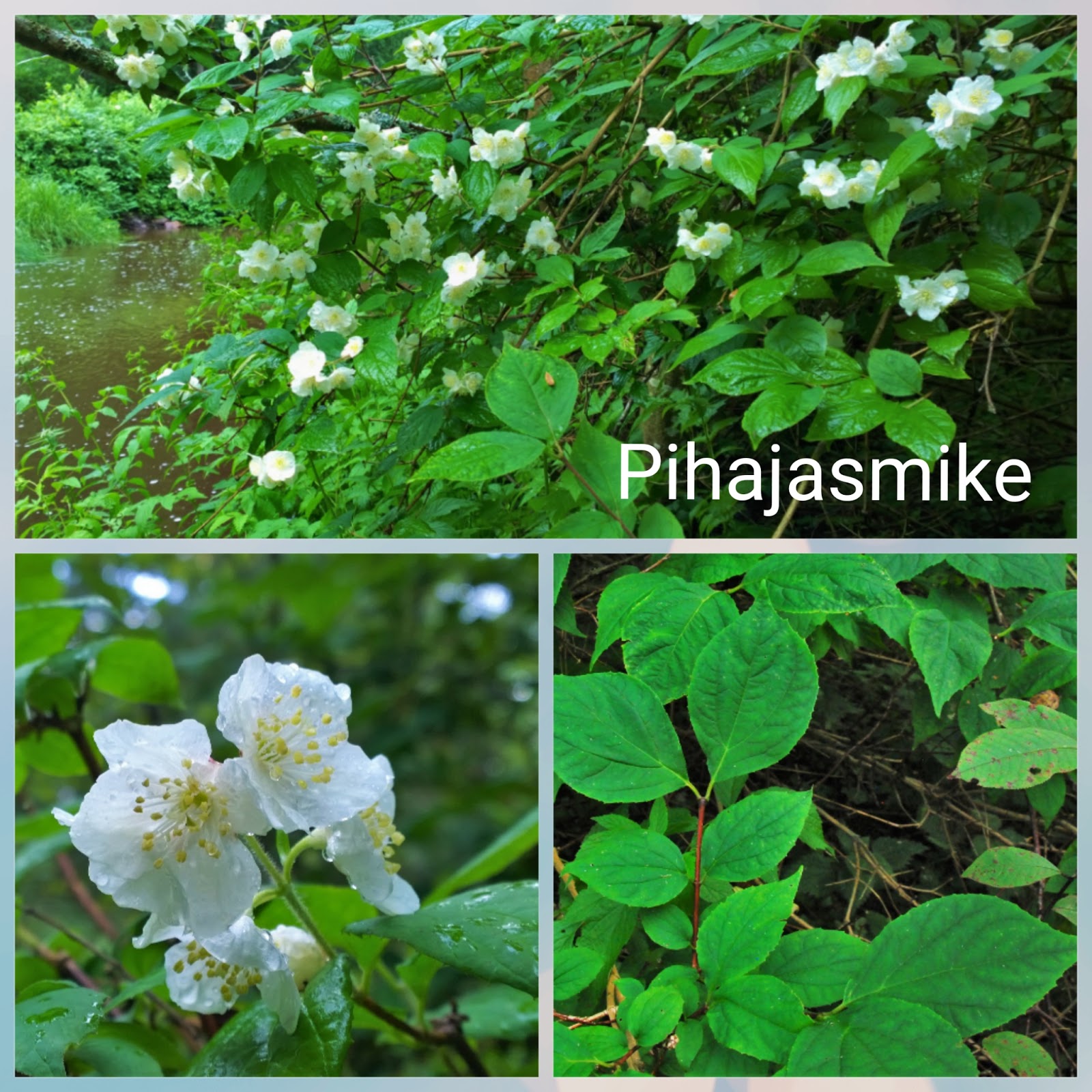 Alakestilän arboretum Liminka: Kuukauden kasvi