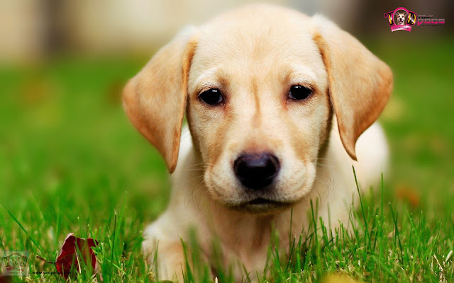 Lebra Dogs. Info and HD Wallpapers | Tomy Dogs