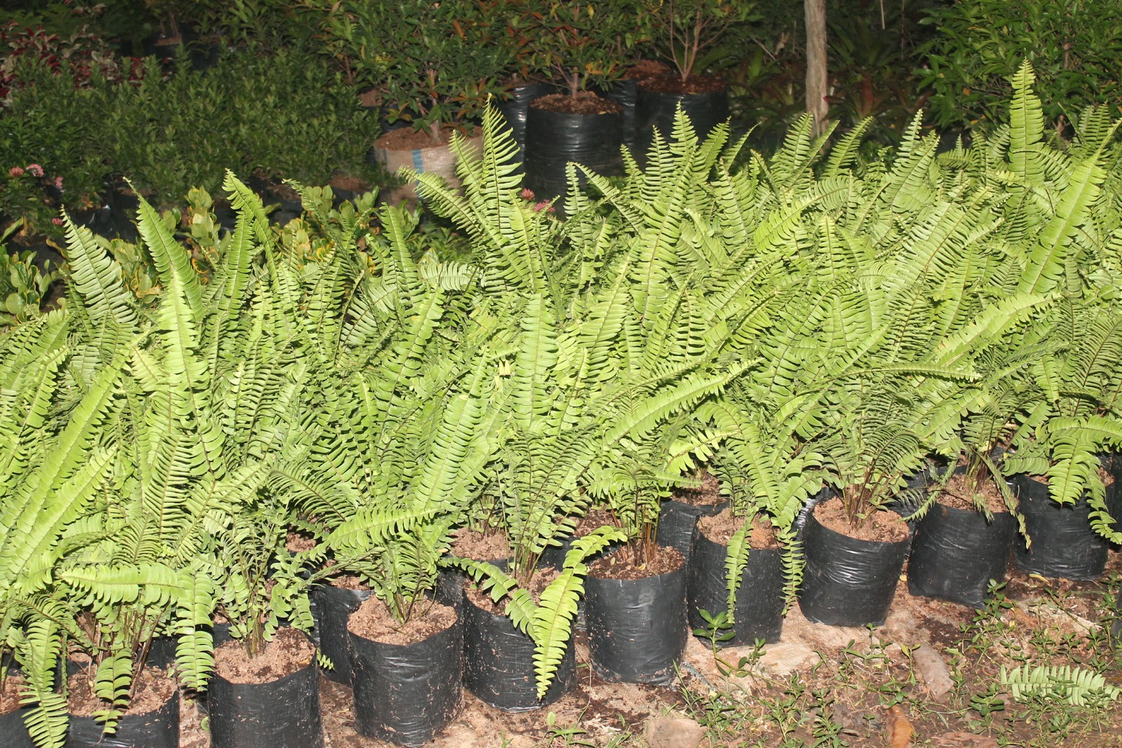 19+ Tanaman Rambat Rumah Minimalis