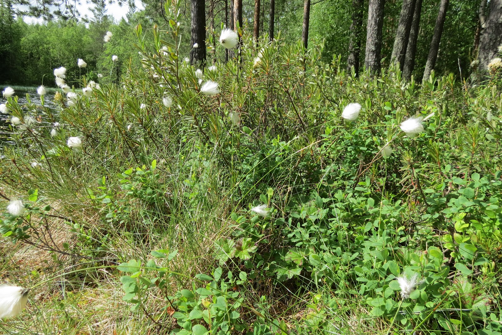 Kukkailua: Suon kasveja