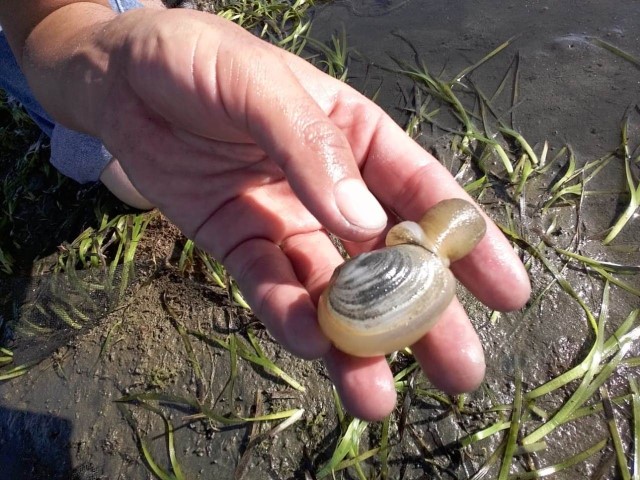 CULTIVOS EXPERIMENTALES DE ALMEJA GENEROSA | únicoBC revista de Baja ...