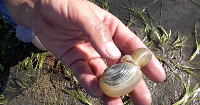 CULTIVOS EXPERIMENTALES DE ALMEJA GENEROSA | únicoBC revista de Baja ...