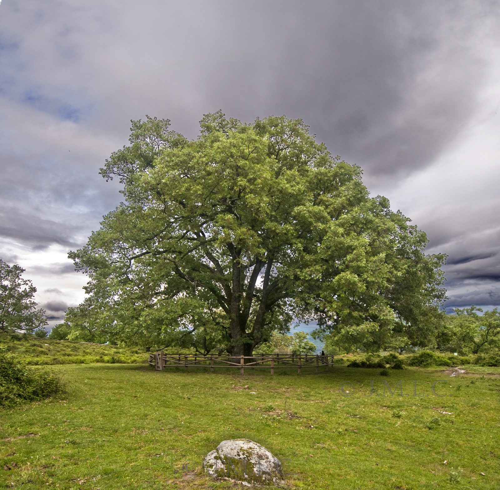 El vuelo del onocrótalo: Roble del Acarreadero (capaz de cobijar 1000 ...