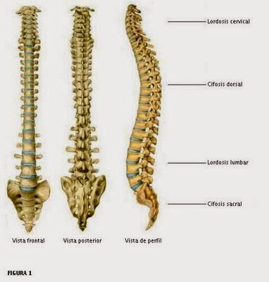 Kele Quiromasaje y Masaje Californiano: Columna Vertebral: cifosis y ...