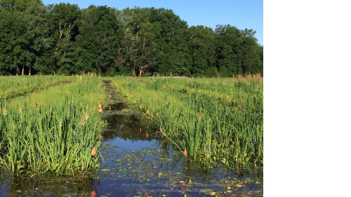 American Wild Rice: Plant_flower_seed_grain_food_from wild rice