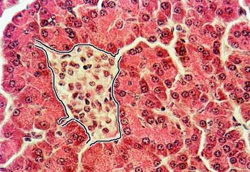 Atlas Histologia Animal: Órgão: Pâncreas 40x