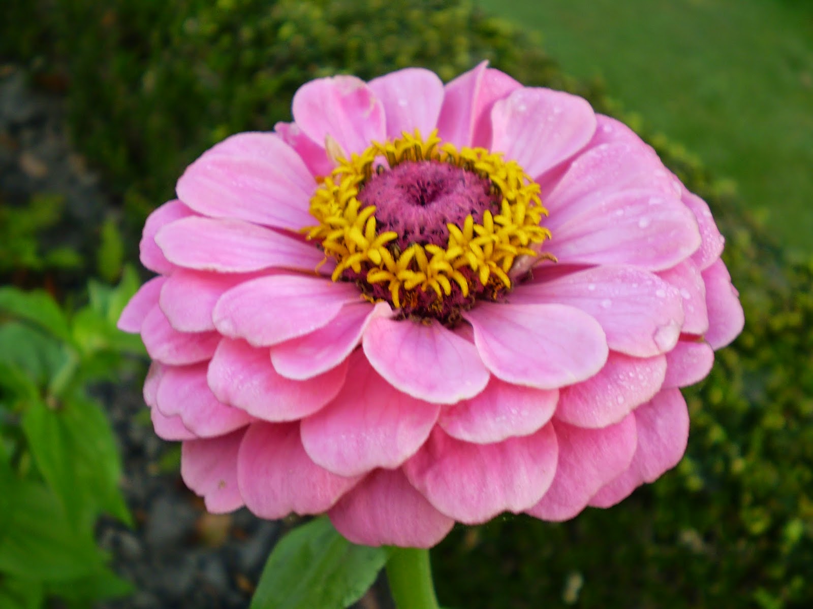 Seminte si plante de gradina hobby: Carciumarese