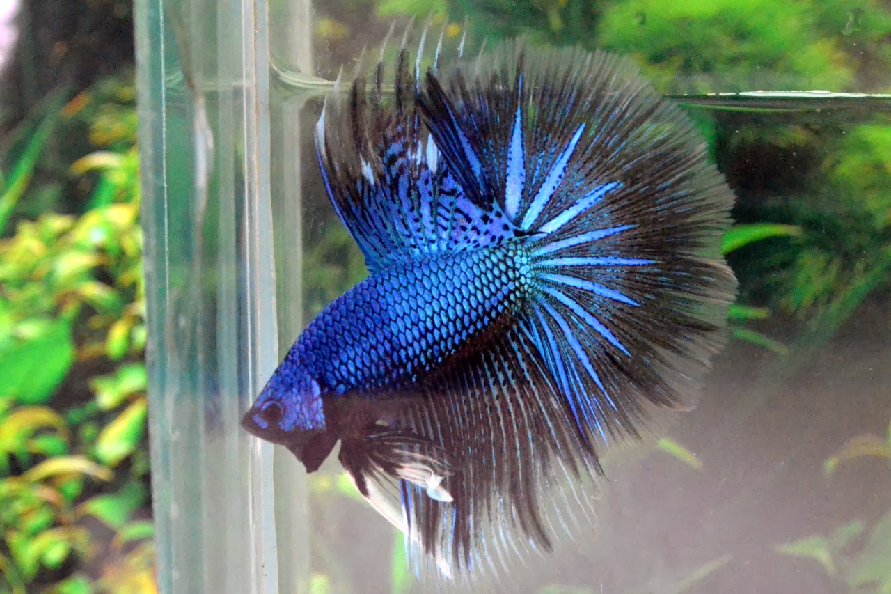 HM653 - Blue Dragon Butterfly Halfmoon ! ~ Betta 138