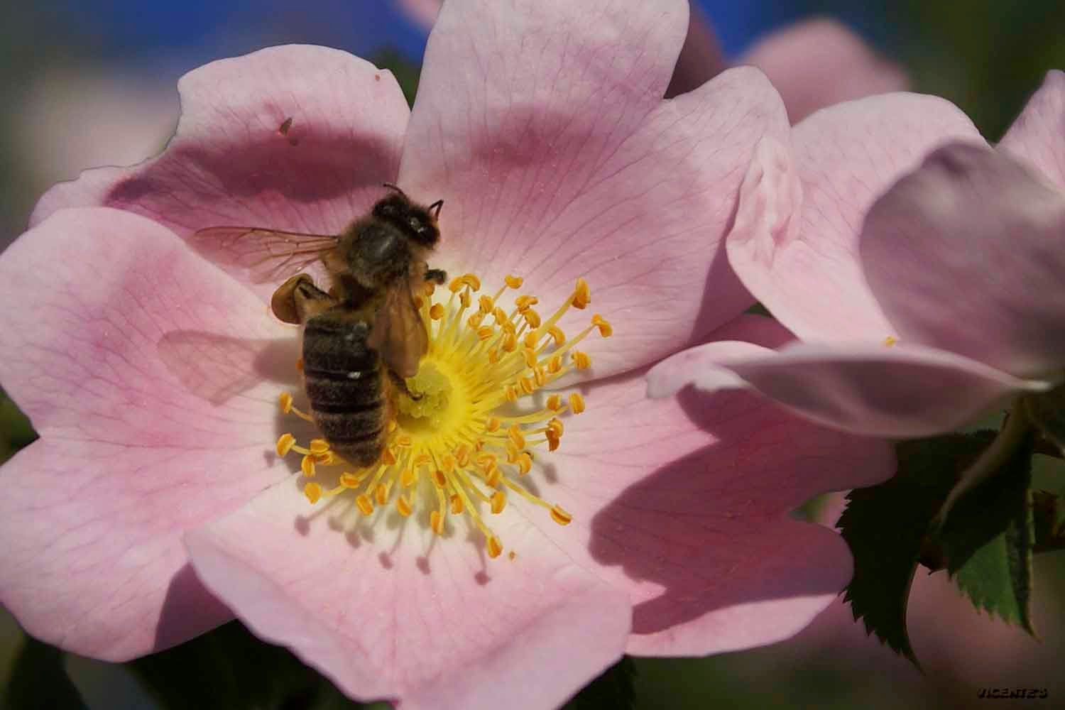 Fauna silvestre de Hormaza: Apis mellifera