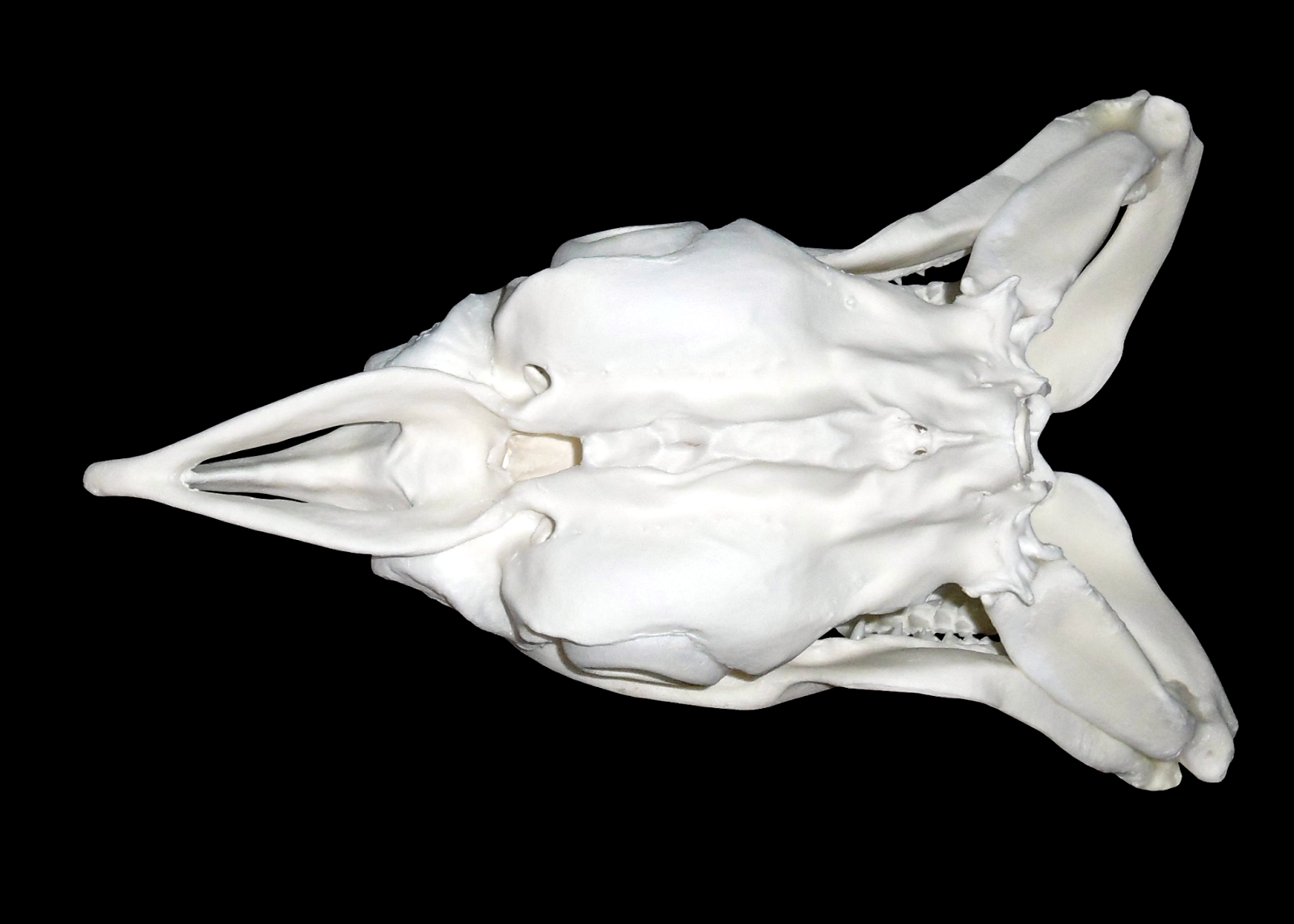 Skulls, bones and fish soup: Mako shark skull