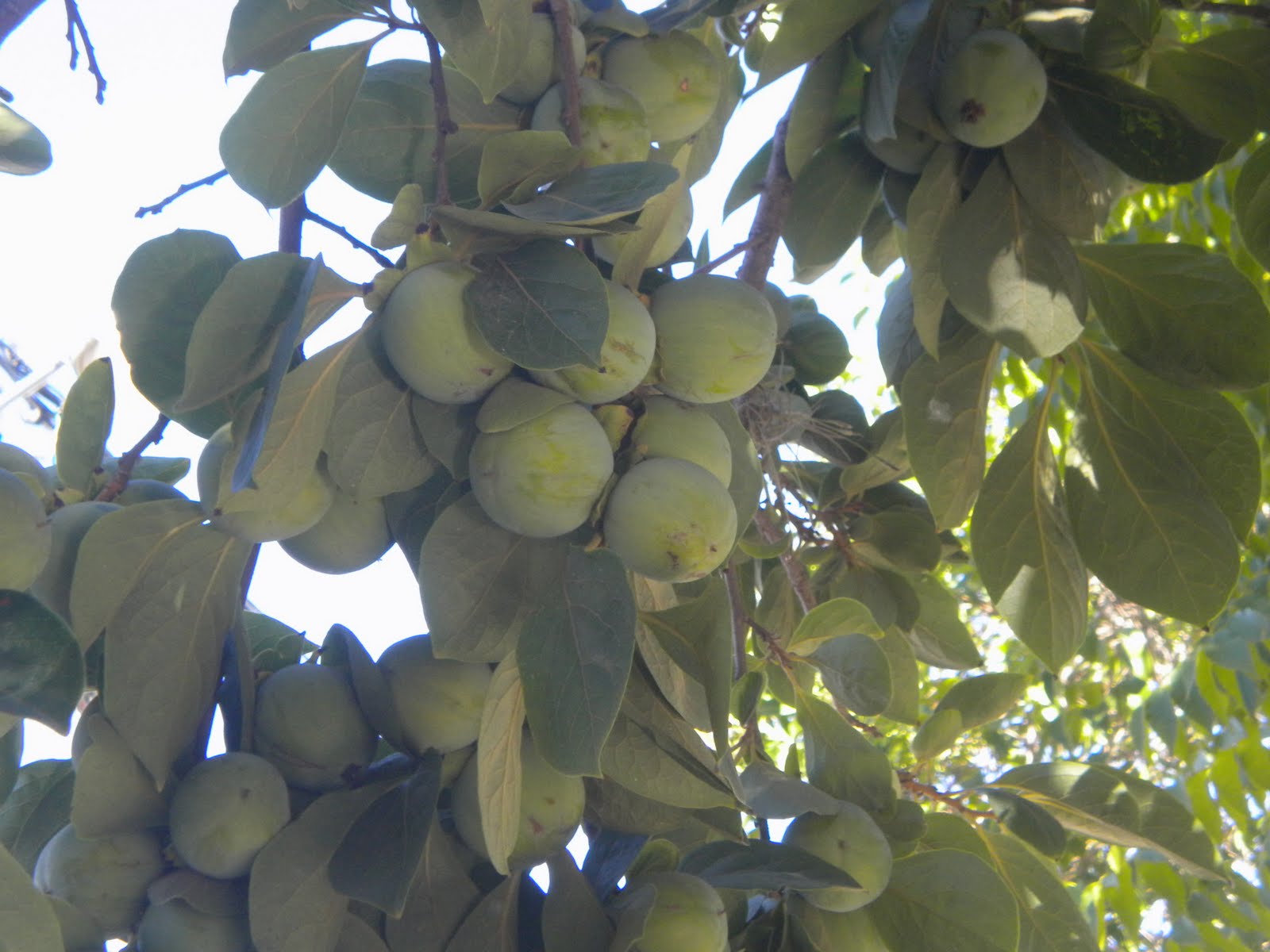 v e r d e c h a c o: Caqui / Kaki / Caki