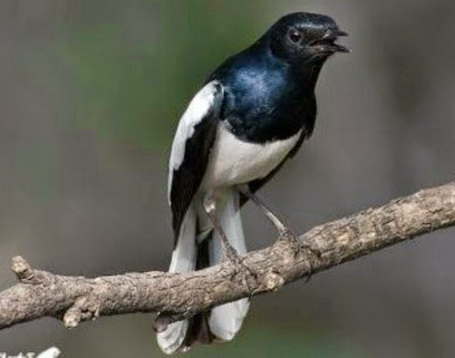 World Animal Beauti And Funny: Kacer Bird Pot Rooster Sound Beauty Animals