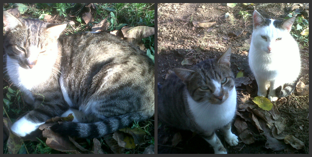 Pandora's: November 2012