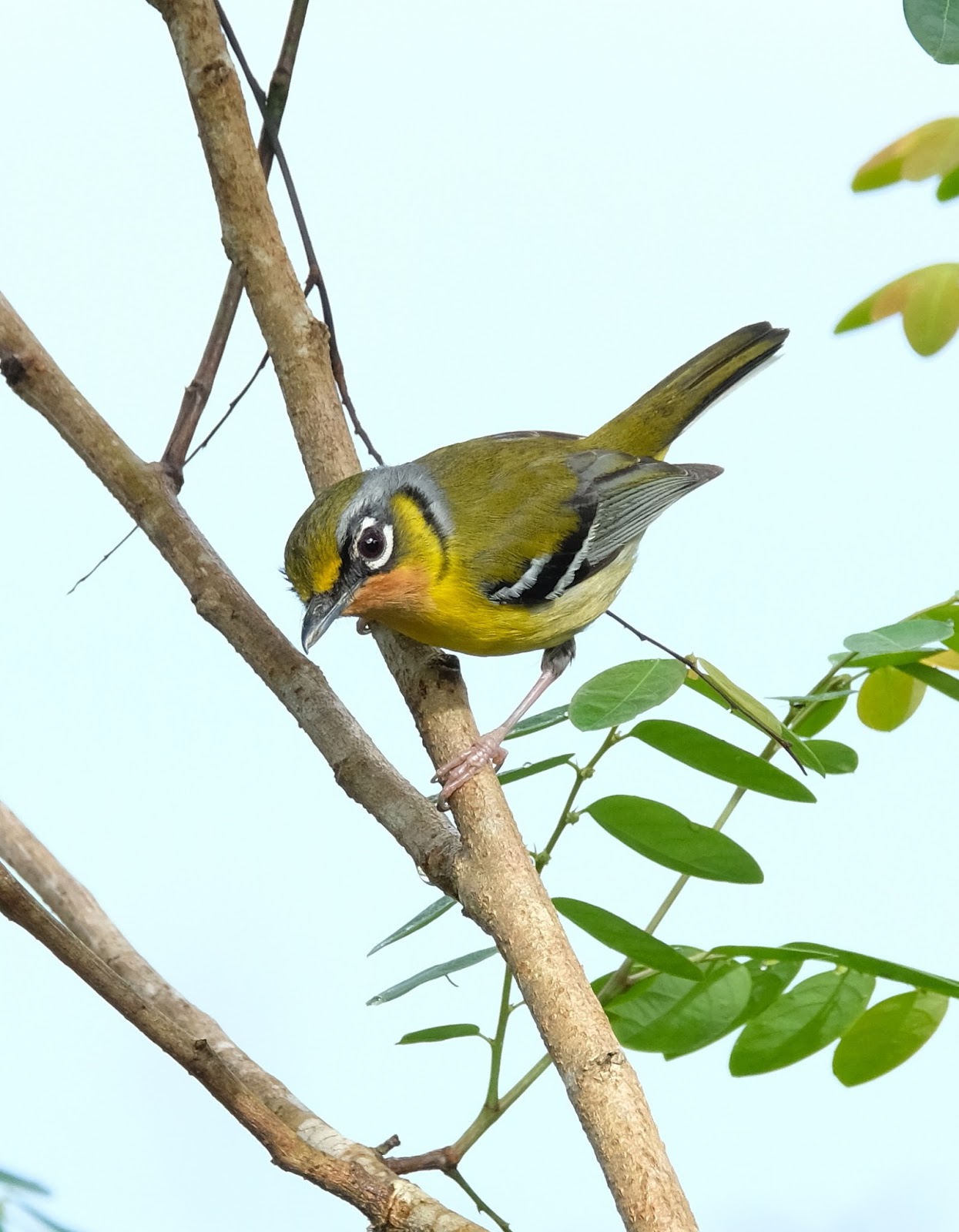 Mike is the name Birding is the game ( Birding in Malaysia - Malaysian ...