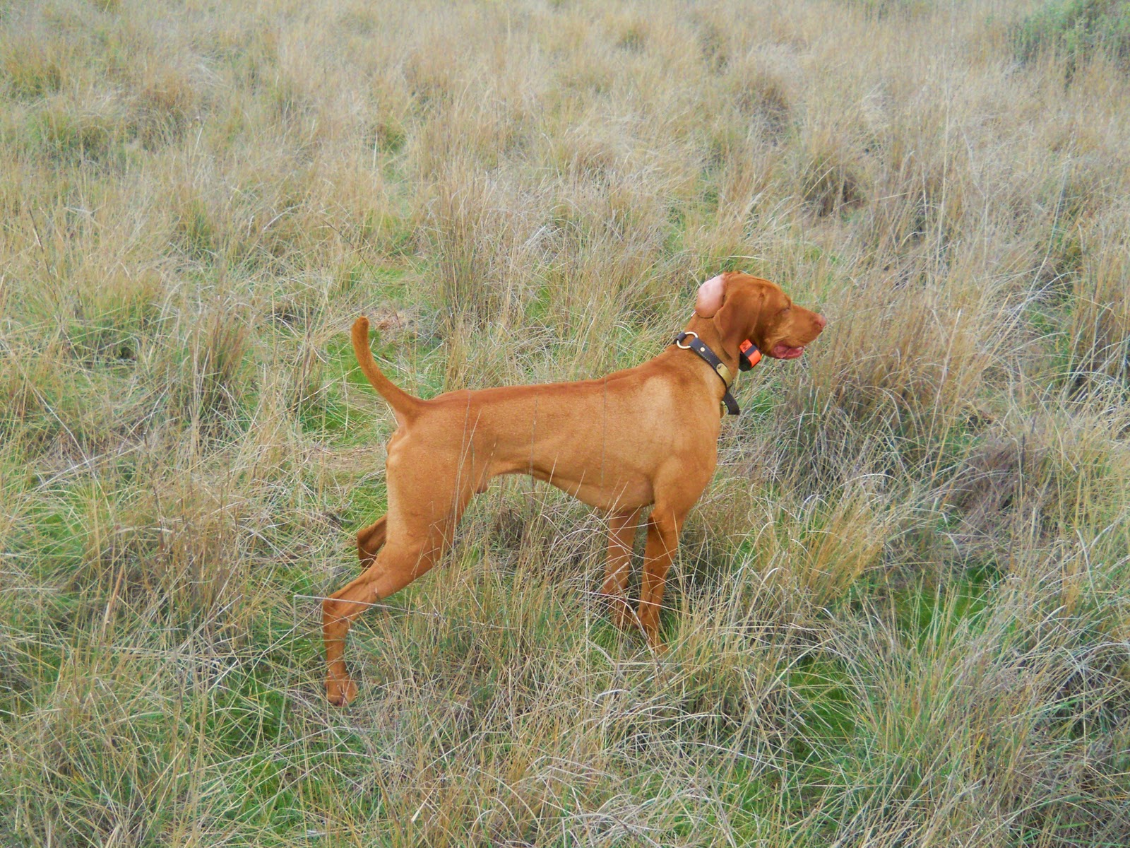redbirddog - a hungarian pointer (vizsla) blog: Vizsla Pheasant Hunt ...