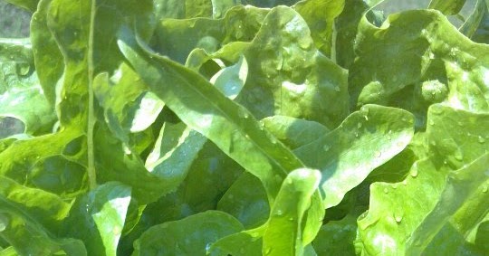 Anatomy of the Forever-Producing Lettuce Plant