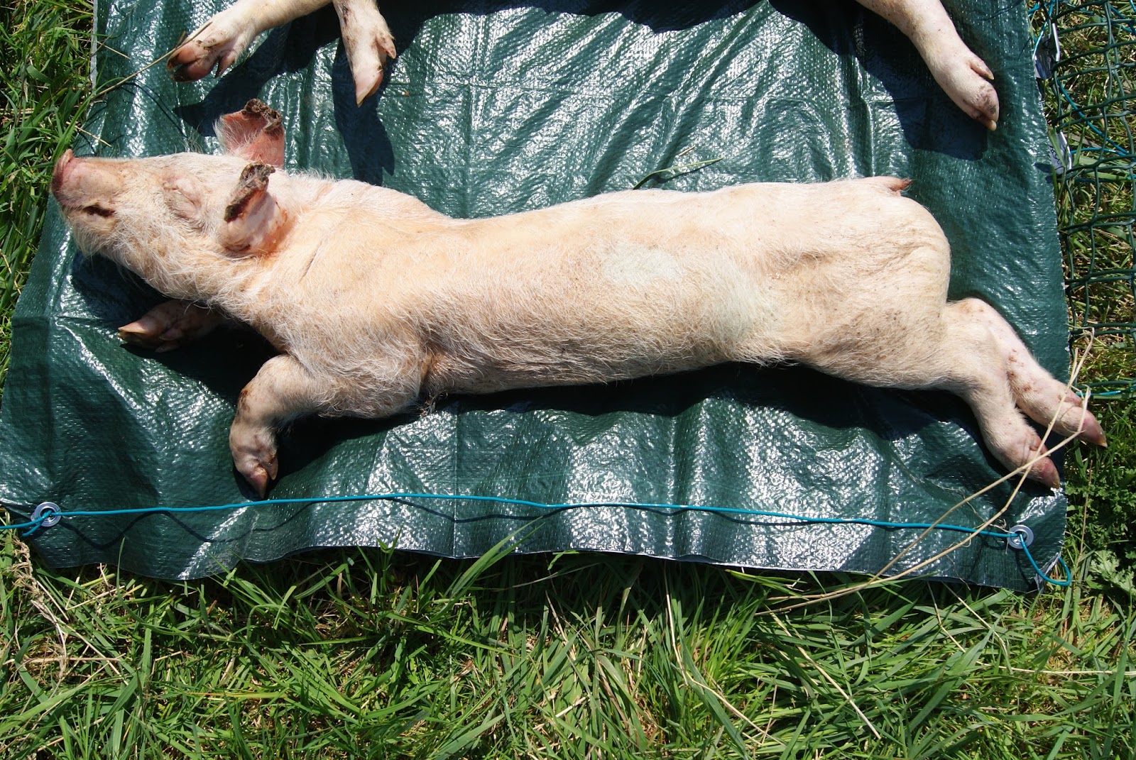 Forensic Anna:thropology: Summer's here!