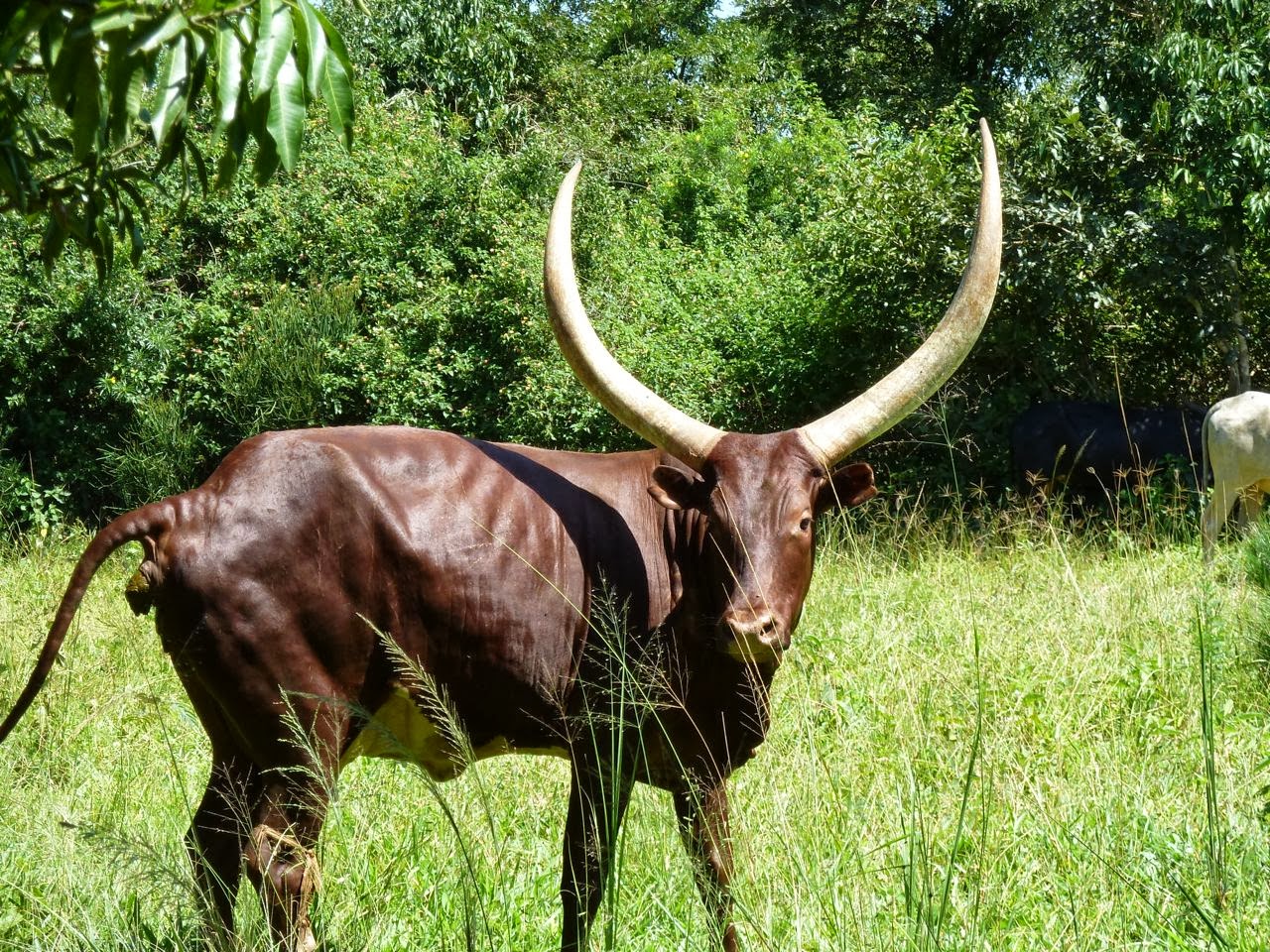 Leanne Visits Uganda October 2013: LIFE ON A SUNDAY