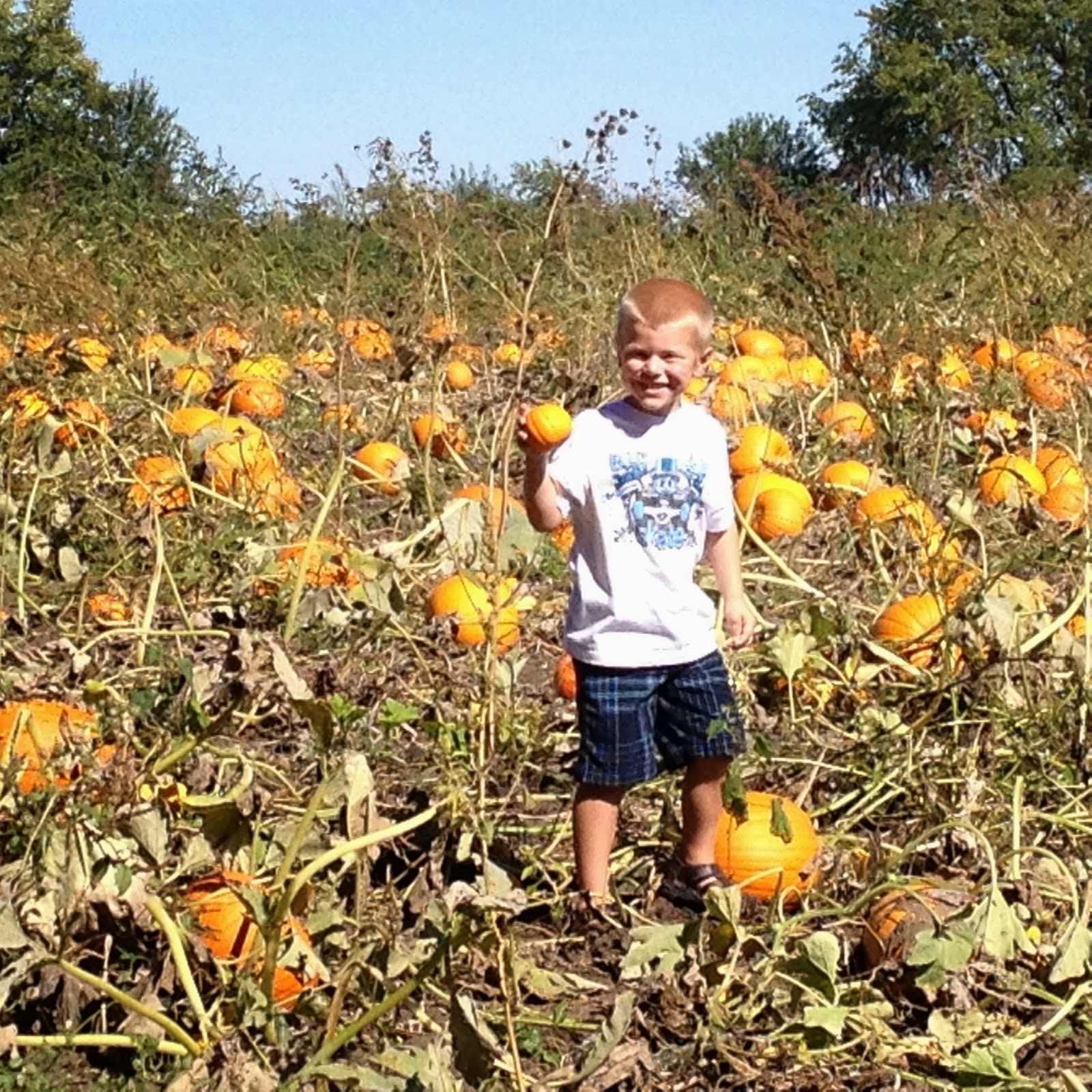 The Cathcarts: Berry Patch Farms