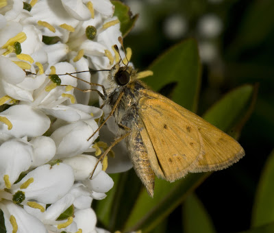 FOTOGRAFIAS DE LA FLORA AUTOCTONA DEL URUGUAY: ARBOL DEL PITO