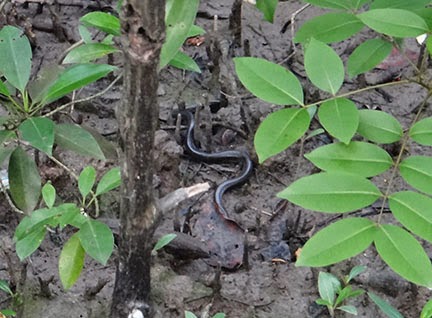wild shores of singapore: Special snake at Pasir Ris evening walk