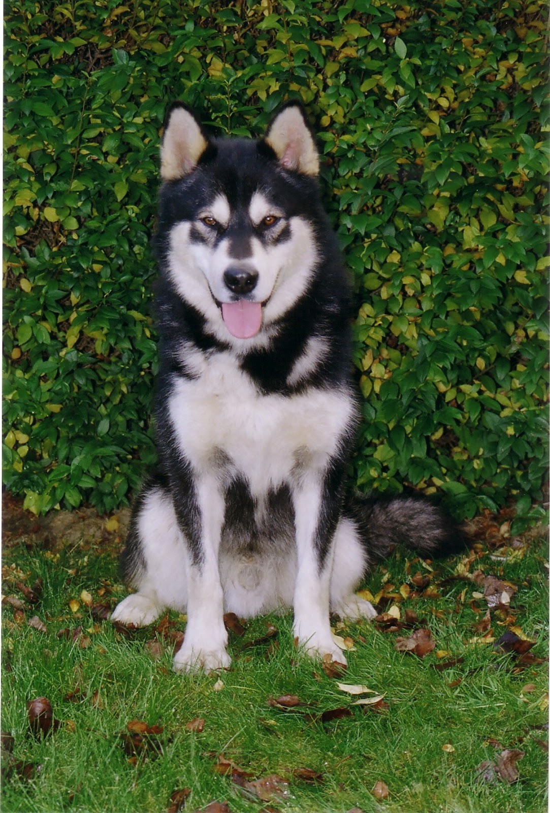 Dog Photo: Alaskan Malamute Dog Pictures