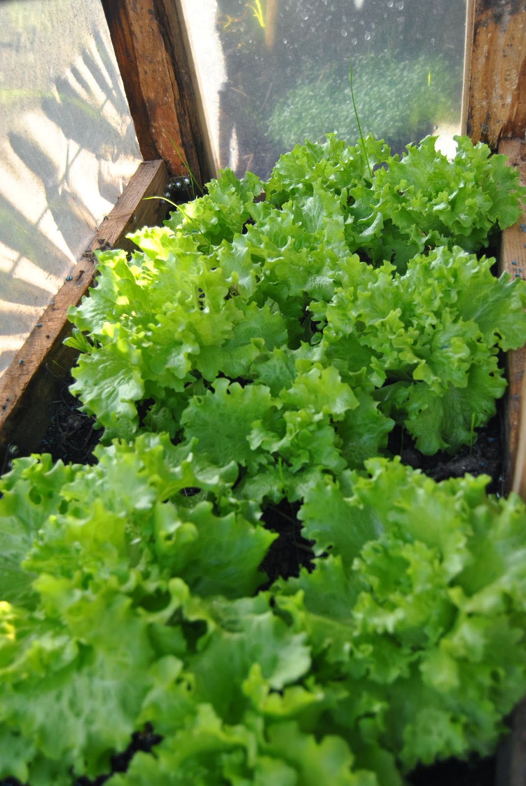Nuestra huerta en la villa de la Desy: Las Lechugas