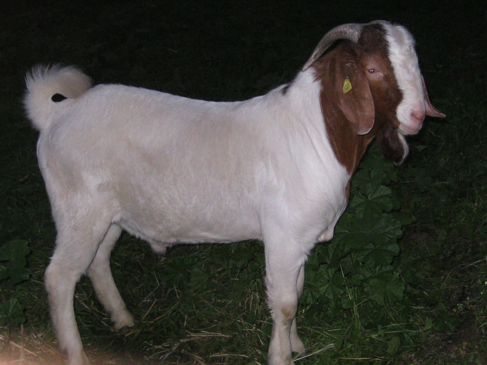 Boer Goats Portugal: novembro 2012