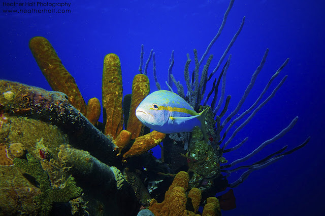 SILVER SANDS: Quick Guide to Fish ID: 10 Favorites