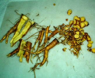 About Health: Yellow dock