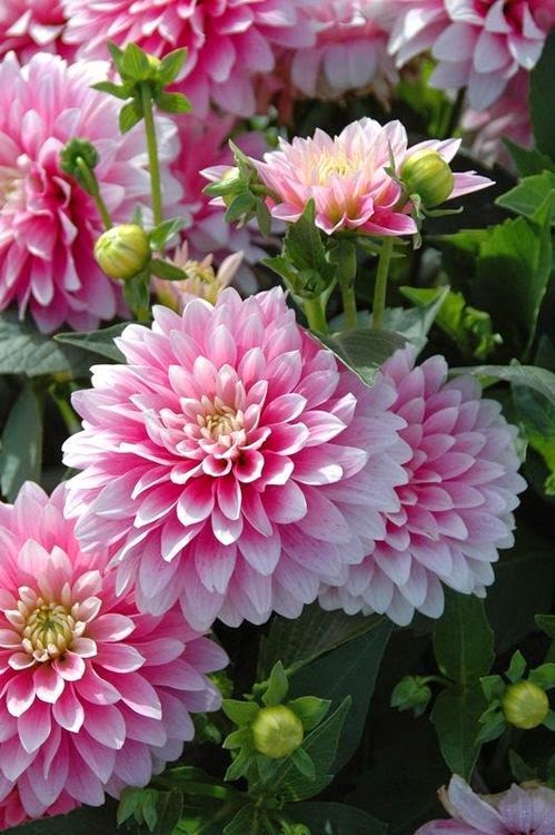 FLORES: FLORES DALIAS