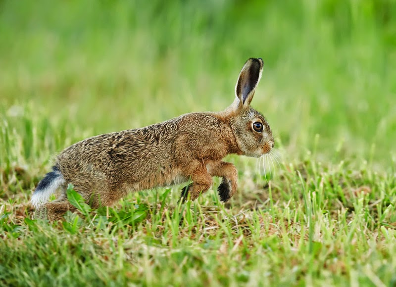 Wildlife Photographic Journals: Leverets