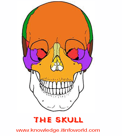 General Knowledge Quiz Questions with Answers - About The Skull - part ...