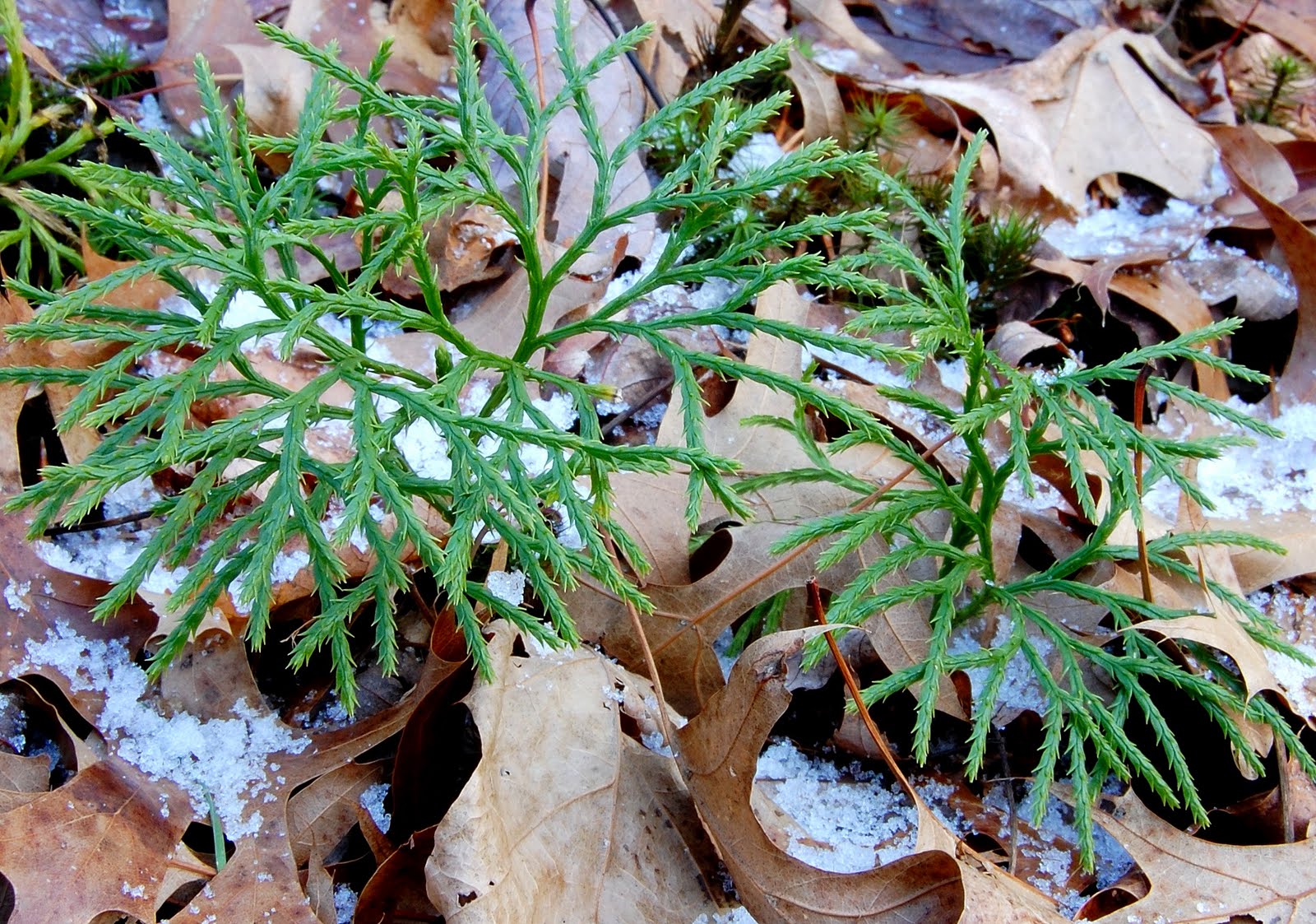 Get Your Botany On!: Green in Winter: Ground Cedar and Running Ground Pine