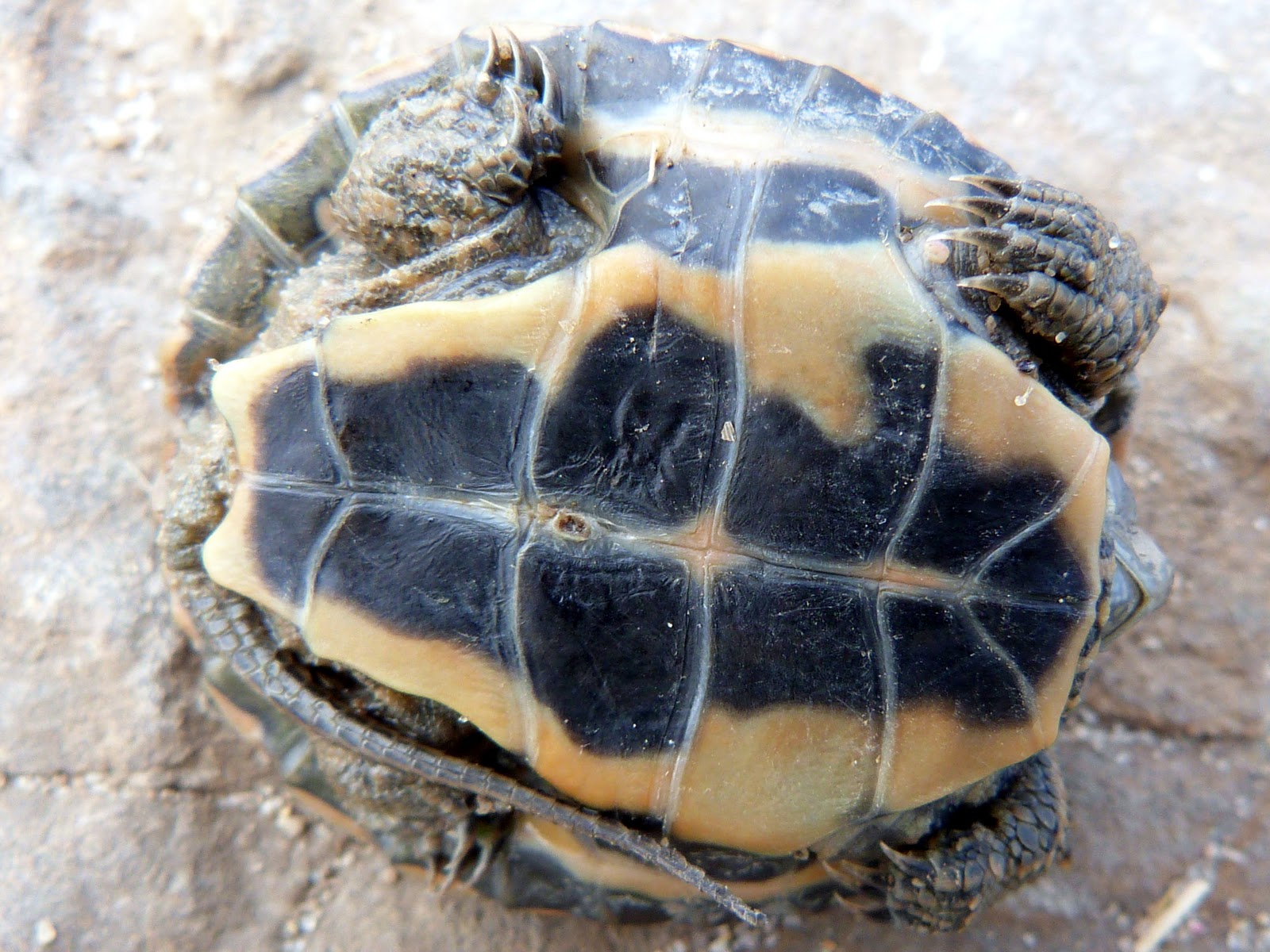 Taxonomía Chordata: Clase Reptilia Orden Testudines