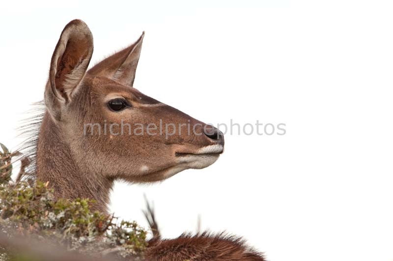 Five Star Lodge in the Addo Elephant National Park: Images of Kudu at ...