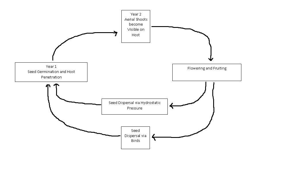 The Future of Dwarf Mistletoe in the Face of Climate Change: Range Shift