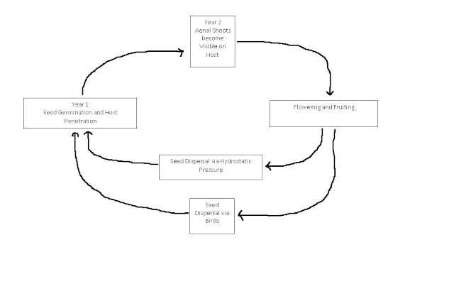 The Future of Dwarf Mistletoe in the Face of Climate Change: Range Shift