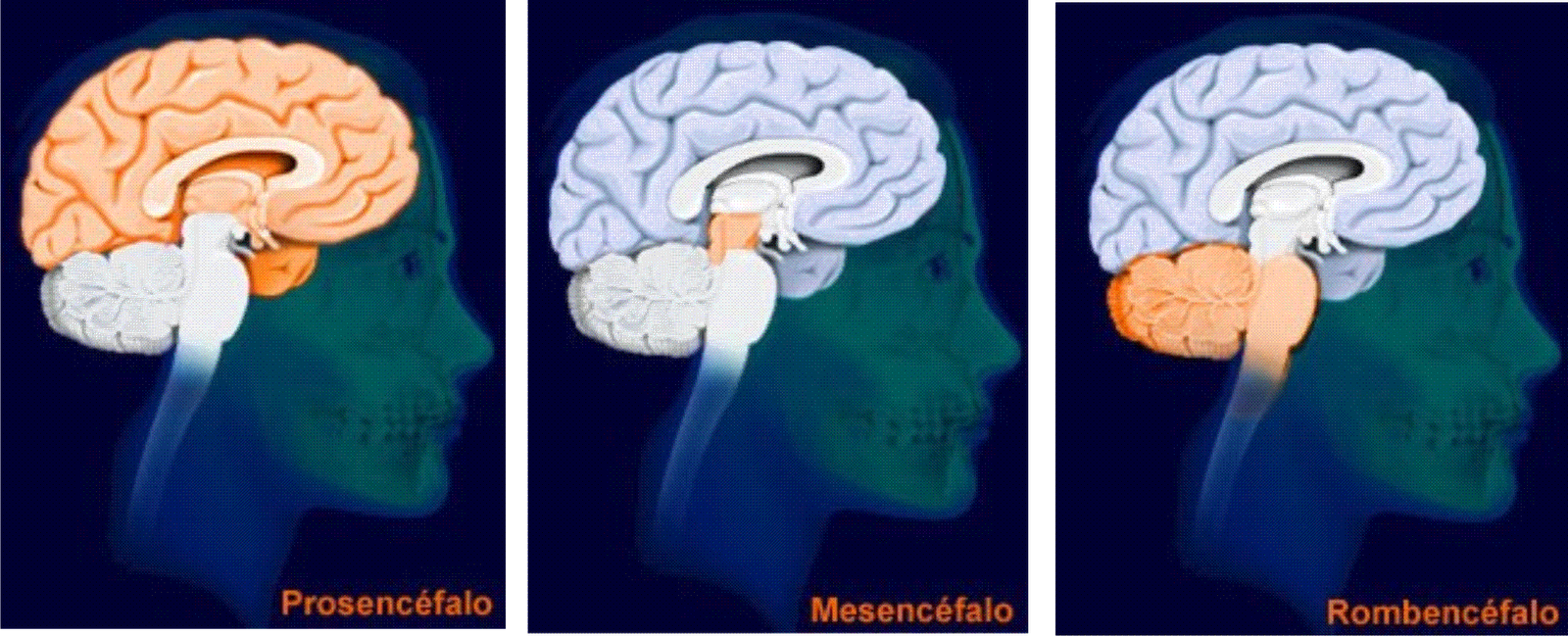 Prosencéfalo; Cerebro Anterior; Proencéfalo