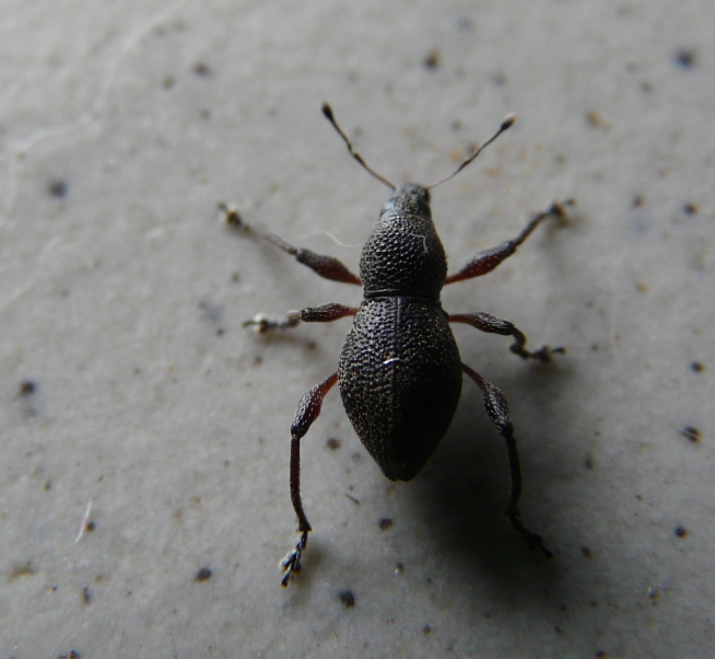 Beauty of Animals: A groundnut-looking insect
