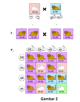 Hukum Segregasi - Homecare24